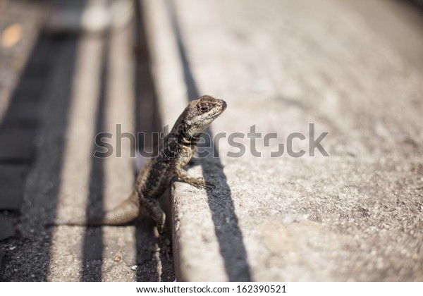 Lizard Posing On Sugar Loaf Sightseeing Stock Photo (Edit Now) 162390521