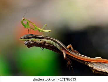 Lizard Praying Mantis Stock Photo (Edit Now) 171786533