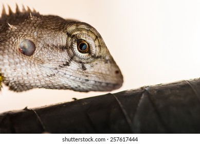 Lizard Profile Close Stock Photo 257617444 | Shutterstock