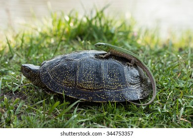140 Frightened turtle Images, Stock Photos & Vectors | Shutterstock