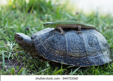 140 Frightened turtle Images, Stock Photos & Vectors | Shutterstock