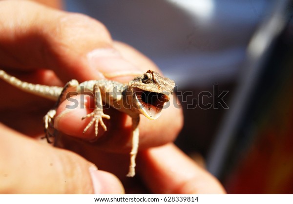 Lizard Scream Stock Photo 628339814 | Shutterstock