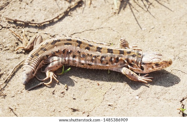 Lizard Short Tail Beginning Grow Sand Stock Photo (Edit Now) 1485386909