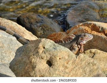 1,879 Lizard sun light 图片、库存照片和矢量图 | Shutterstock