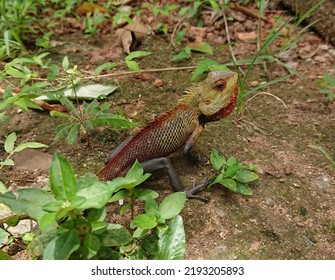 825 Chameleon adapt Images, Stock Photos & Vectors | Shutterstock