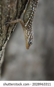Lizard Upside Down On Tree Caribbean Stock Photo 2028963311 | Shutterstock