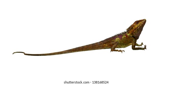 Lizard White Background Stock Photo 138168524 | Shutterstock
