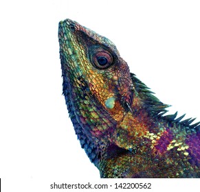 116,922 Lizard White Background Images, Stock Photos & Vectors ...