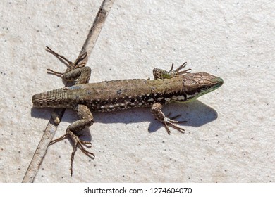 142 Lizard without tail Images, Stock Photos & Vectors | Shutterstock