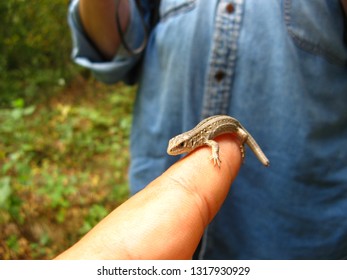 142 Lizard without tail Images, Stock Photos & Vectors | Shutterstock