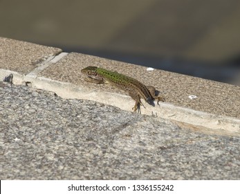 142 Lizard without tail Images, Stock Photos & Vectors | Shutterstock