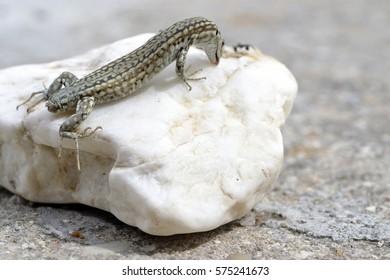 142 Lizard without tail Images, Stock Photos & Vectors | Shutterstock