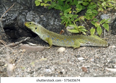 142 Lizard without tail Images, Stock Photos & Vectors | Shutterstock