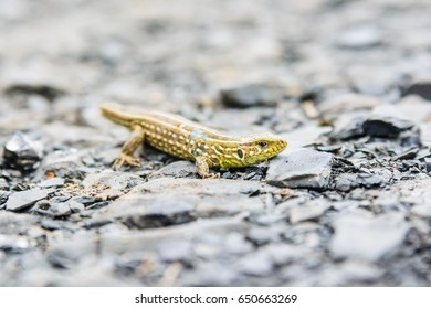 142 Lizard without tail Images, Stock Photos & Vectors | Shutterstock