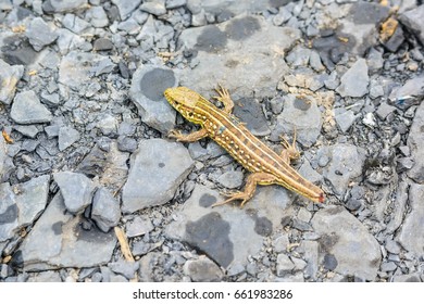 142 Lizard without tail Images, Stock Photos & Vectors | Shutterstock