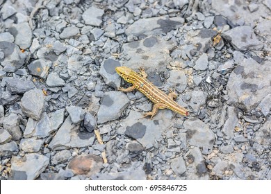 142 Lizard without tail Images, Stock Photos & Vectors | Shutterstock