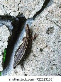 142 Lizard without tail Images, Stock Photos & Vectors | Shutterstock