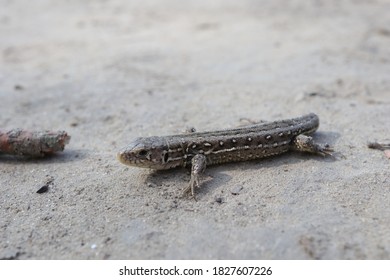 142 Lizard without tail Images, Stock Photos & Vectors | Shutterstock