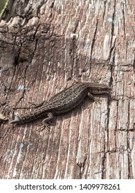 142 Lizard without tail Images, Stock Photos & Vectors | Shutterstock