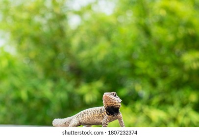 142 Lizard without tail Images, Stock Photos & Vectors | Shutterstock