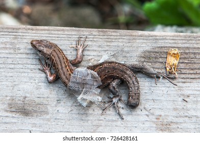 340 Lizard Regeneration Images, Stock Photos & Vectors | Shutterstock