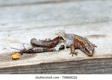 142 Lizard without tail Images, Stock Photos & Vectors | Shutterstock