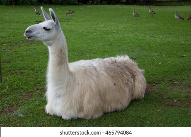 765 Llama side Images, Stock Photos & Vectors | Shutterstock