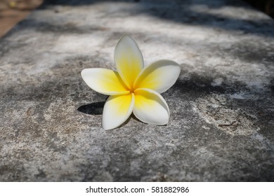 39 Llower Images, Stock Photos & Vectors | Shutterstock