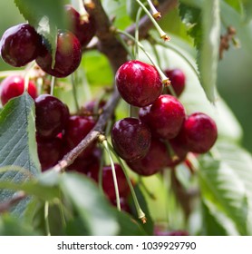 Cherry Tree Branch Stock Photo 145082020 | Shutterstock