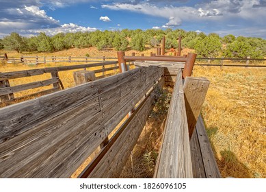 256 Cattle chute Images, Stock Photos & Vectors | Shutterstock