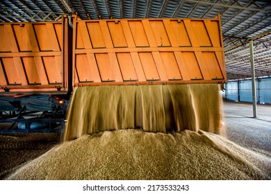 Loading Process Wheat Grain Elevator Granary Stock Photo 2173533243 ...