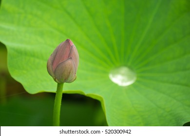 83 Locus flower Images, Stock Photos & Vectors | Shutterstock