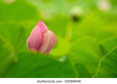 83 Locus flower Images, Stock Photos & Vectors | Shutterstock