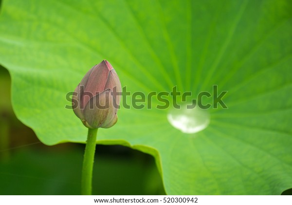 Locus Stock Photo 520300942 | Shutterstock