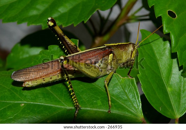 Locust Florida Stock Photo (Edit Now) 266935