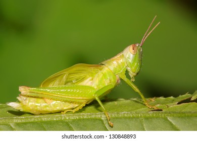 3,407 Grasshopper larva Images, Stock Photos & Vectors | Shutterstock