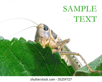 124 Locust Sample Images, Stock Photos & Vectors | Shutterstock