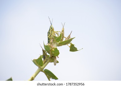 Locusts Tiddithe Bigheaded Ogreeyed Insects That Stock Photo 1787352956 ...