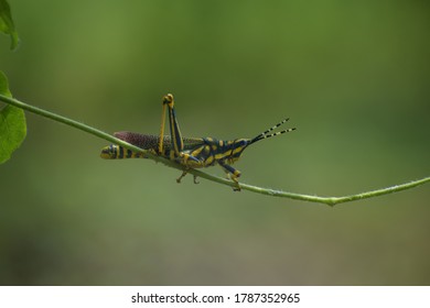 Tiddy Images, Stock Photos & Vectors | Shutterstock