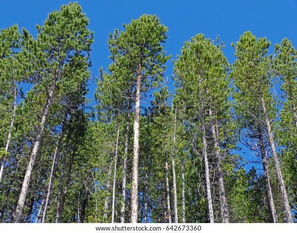 Lodgepole Pine Trees Stock Photo 642673360 | Shutterstock