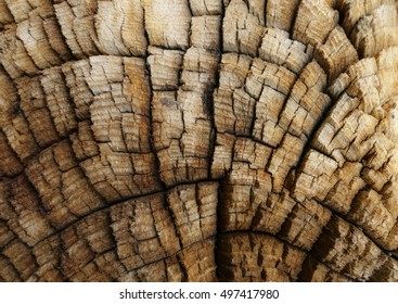 Log End Patterns Stock Photo 497417980 | Shutterstock