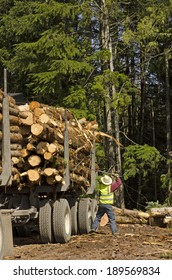 Log Loader Forestry Machine Loads Log Stock Photo 189569834 | Shutterstock