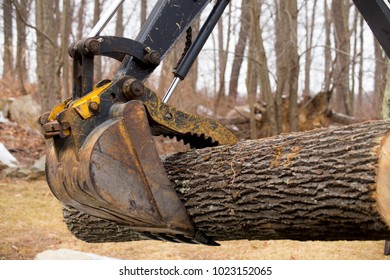 461 Log jaw Images, Stock Photos & Vectors | Shutterstock