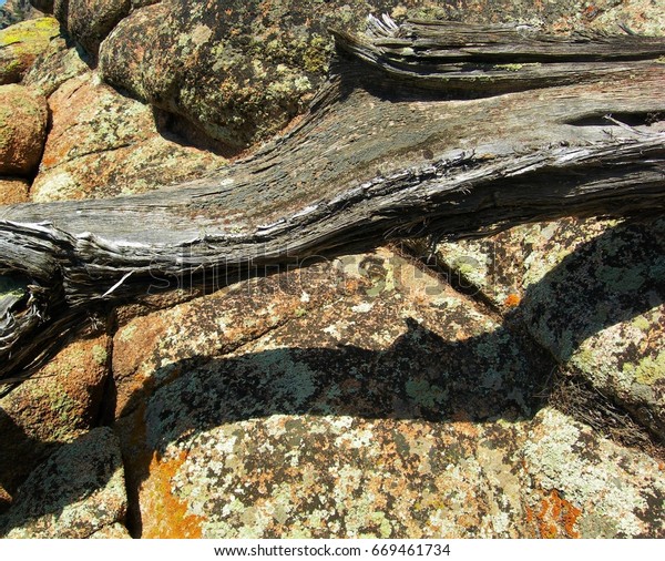 Log Stone Stock Photo 669461734 | Shutterstock