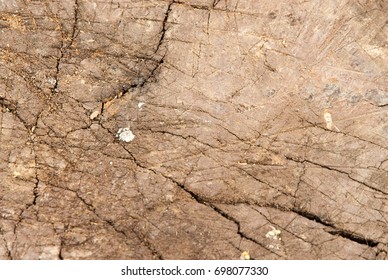 Log Surface Texture Concept Abstract Photo Stock Photo 698077330 ...
