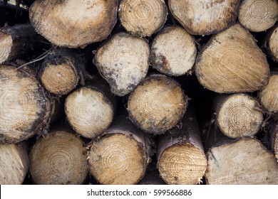 Log Timber Cross Section Pattern Grains Stock Photo 599566955 ...