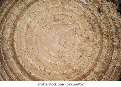 Log Timber Cross Section Pattern Grains Stock Photo 599566955 ...