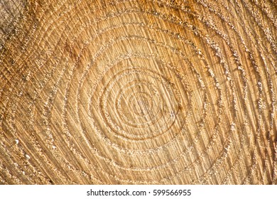 Log Timber Cross Section Pattern Grains Stock Photo 599566955 ...