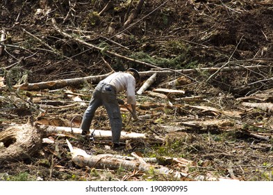 Logger Choker Setter Selects Cables Logs Stock Photo 190890995 ...