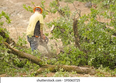 87 Faller tree Images, Stock Photos & Vectors | Shutterstock